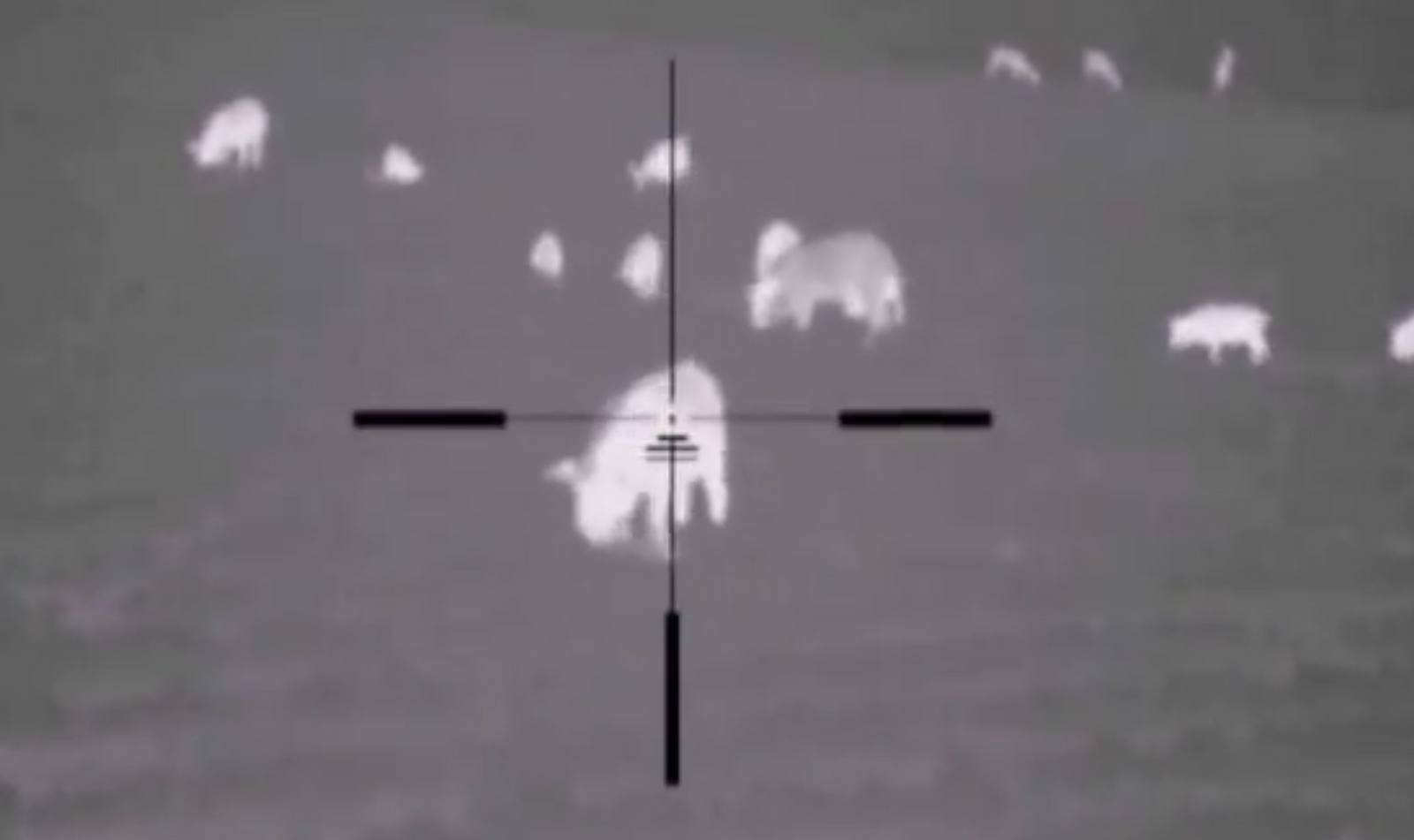 Feral Hog Hunting with Infrared | Today’s Adventure®