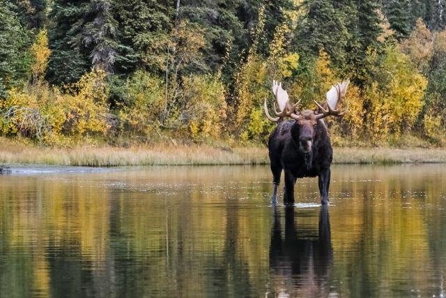 Outdoor Canada: Taking a Giant Moose in Northern Terrain | Today’s ...