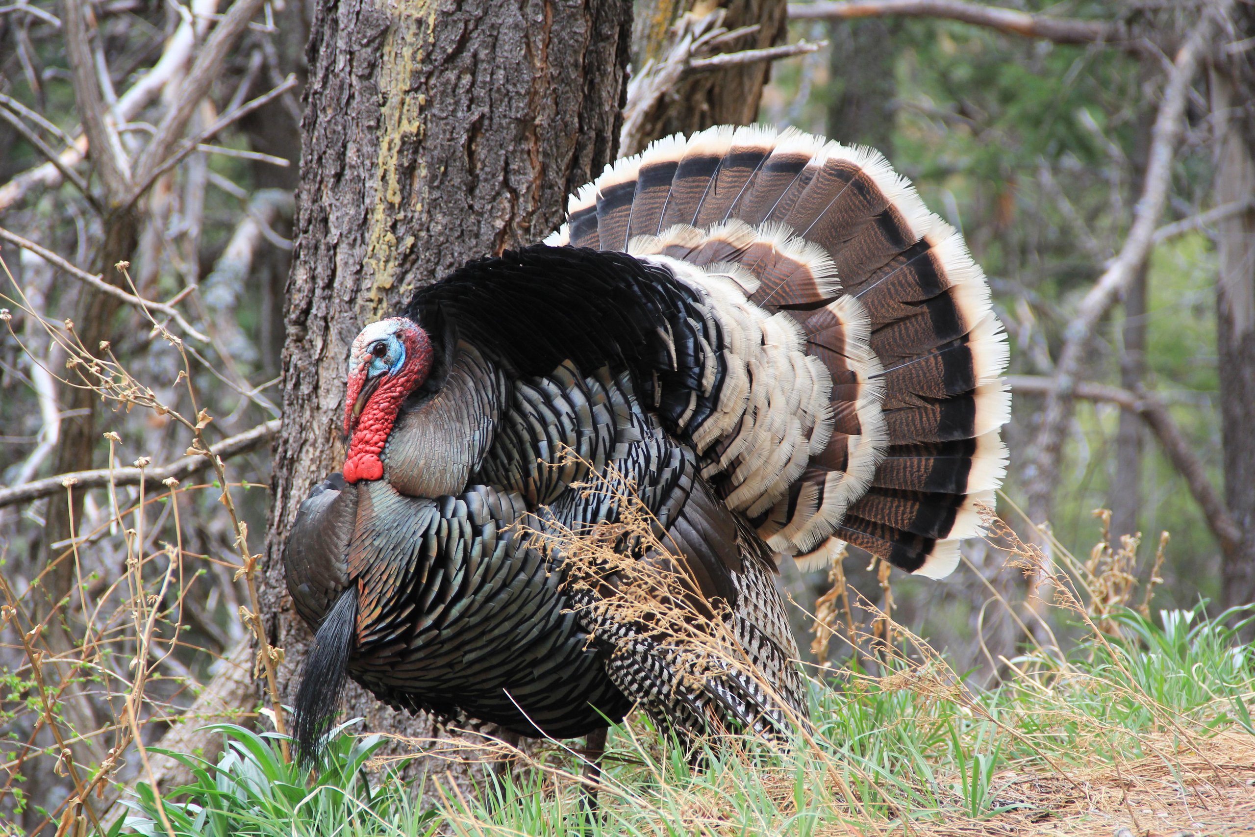 The Essential Turkey Hunting Gear Guide | Today’s Adventure®