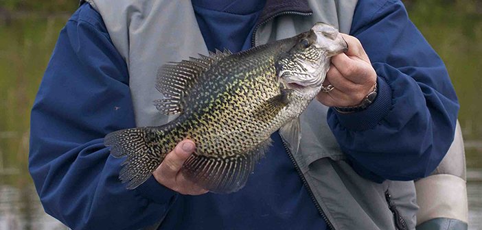 Crappie Fishing: Tips, Tricks and Technique | Today’s Adventure®