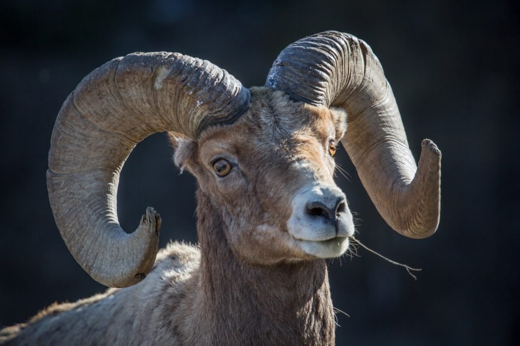 Demystifying the Nevada Big Game Draw | Today’s Adventure®