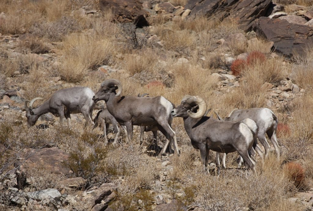 Nevada: The Ultimate Bighorn Sheep State | Today’s Adventure®